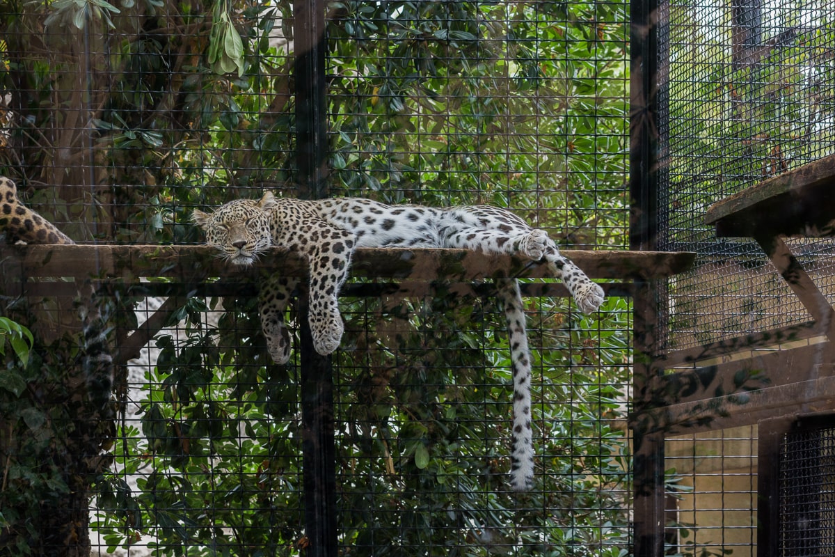 Visiter le zoo de Rome, le Bioparco