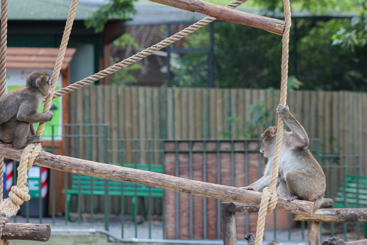 Visiter le zoo de Rome, le Bioparco